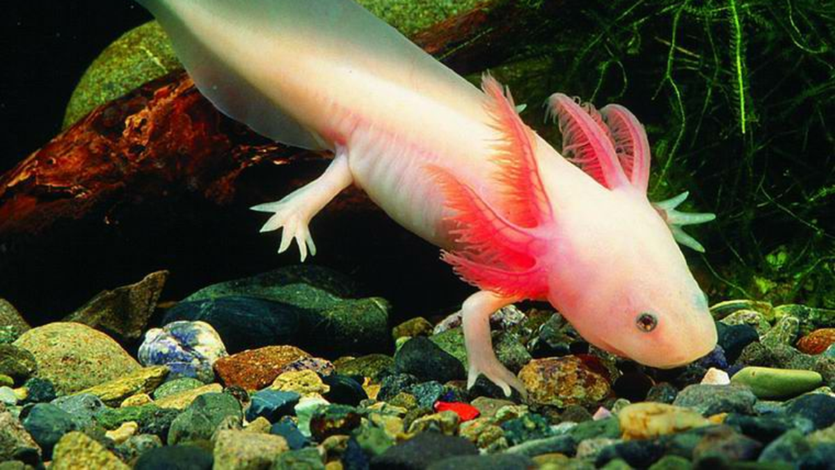 Orgullo nacional: estos son los animales endémicos de México