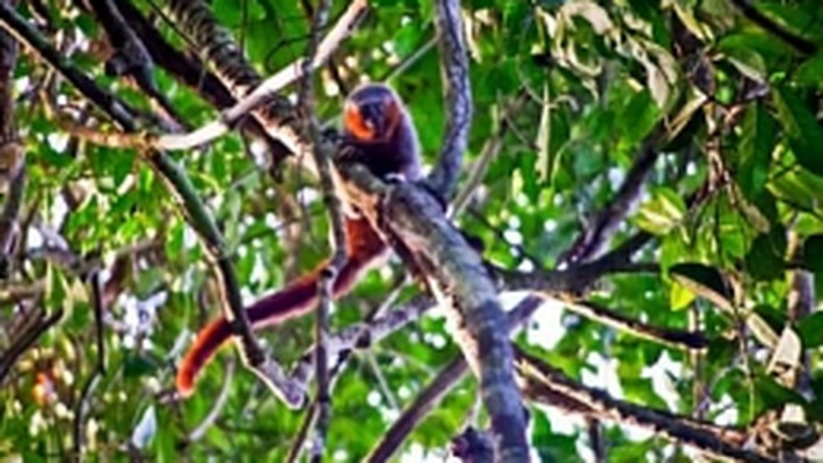 Descubren nueva especie de mono en Brasil
