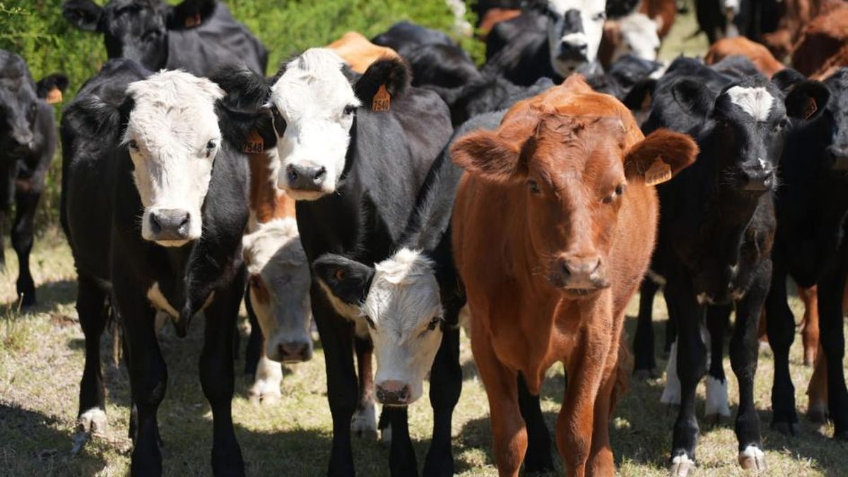 Foica vuelve a realizar paros sorpresivos y se complica la negociación ...