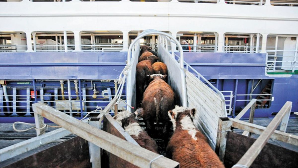 La exportación de ganado en pie cae en volumen, pero los precios suben ...