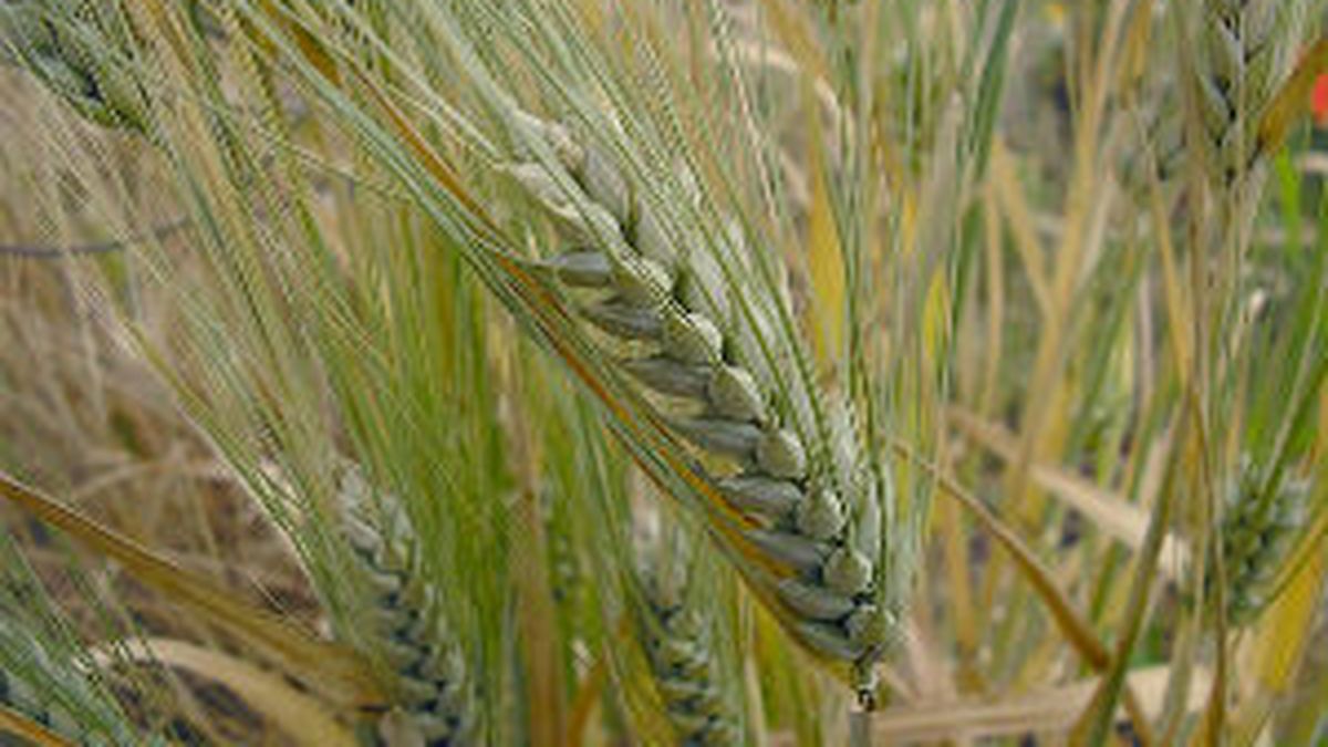 Récord histórico para la cebada cervecera