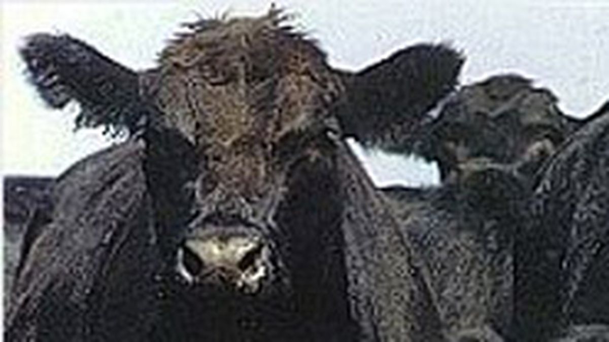 Indice de novillo cerró en su máximo histórico