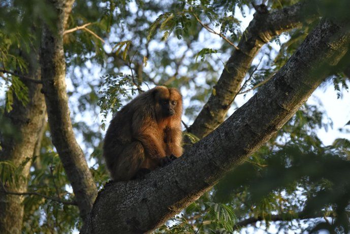 Jaaukanigás: el humedal más biodiverso de Argentina, clave por su ...