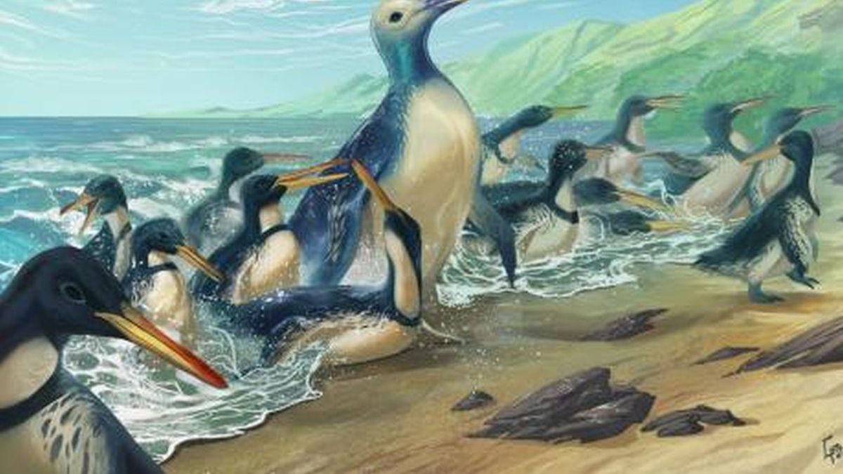 Hallan restos de un pingüino monstruo del tamaño de un gorila