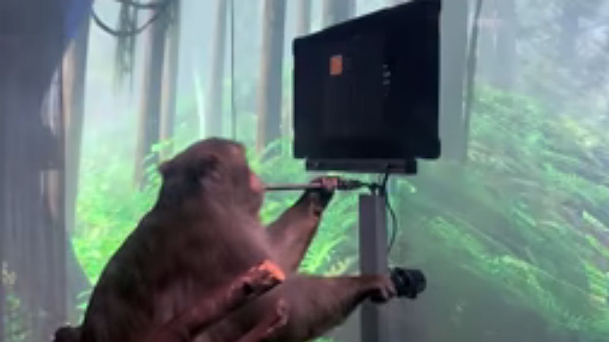 Mono jugó a videojuego con su mente gracias a un chip implantado en su ...