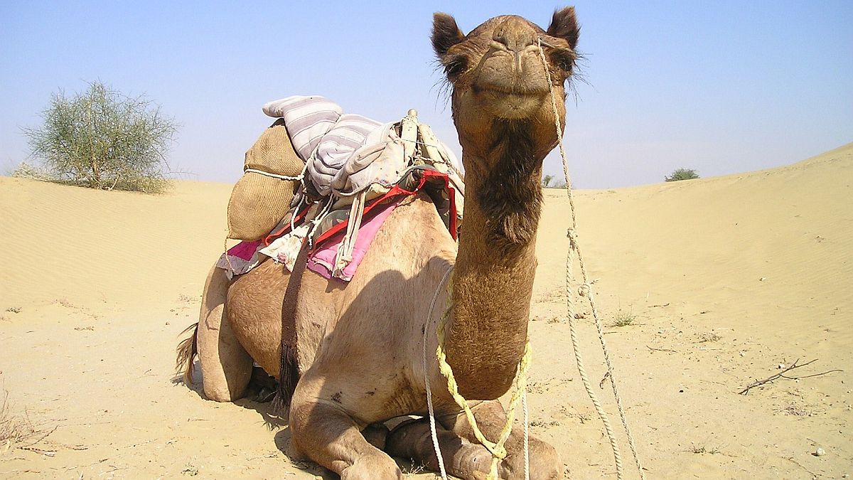 Australia sacrificará 10 mil camellos porque toman mucha agua