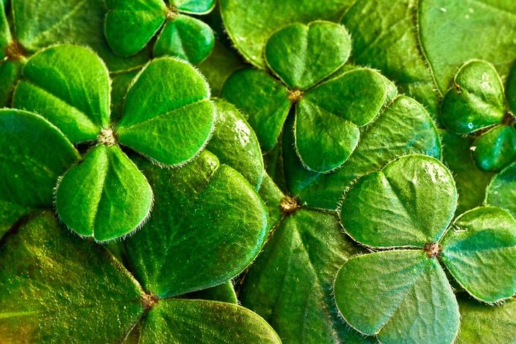 San Patricio y la tradición del color verde: ¿qué dice la leyenda?