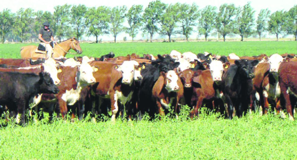 El valor del novillo está en su menor nivel de los últimos ocho años