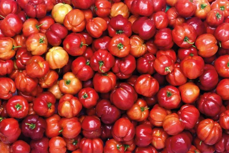 Cuál es la súper fruta tropical que comenzó a sembrarse en Argentina y ...