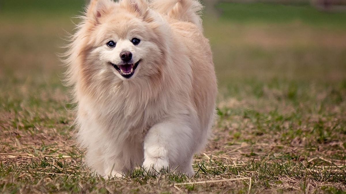 Murió el primer perro infectado con coronavirus