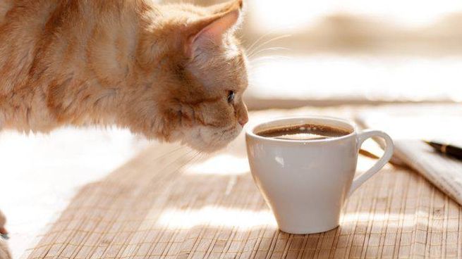 Cat Café: la experiencia única del primer gato café de la Ciudad