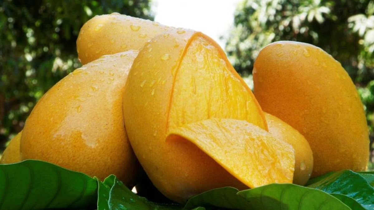 El LICUADO MÁGICO de mango ataulfo para tomar por las mañanas queAPORTA ...