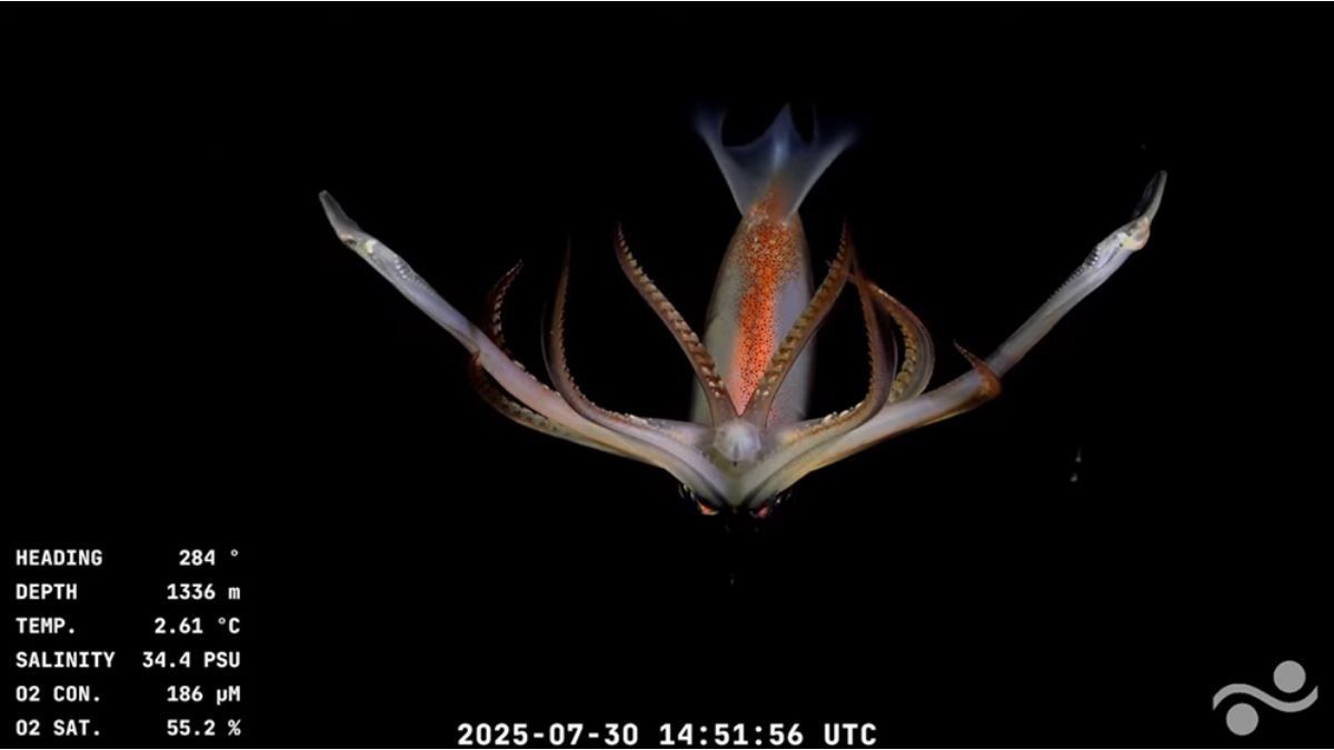 Últimos días del streaming del CONICET: hasta cuándo estarán en el mar ...