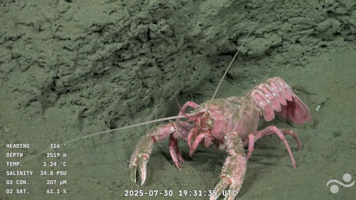 Cómo operan los científicos del CONICET que exploran el Mar Argentino a ...