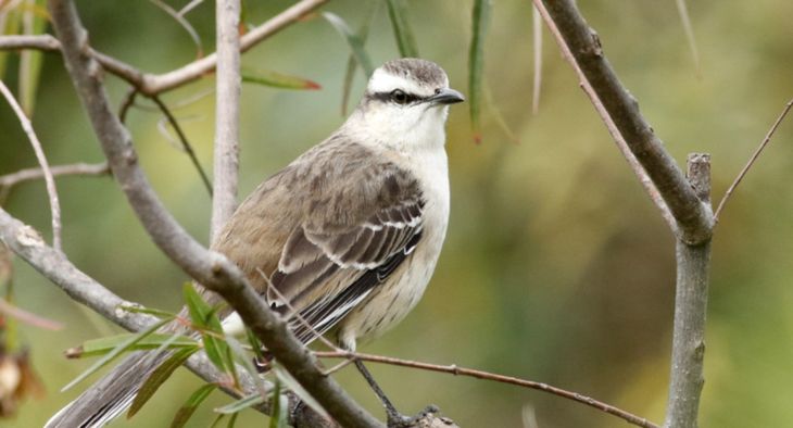 Lo que el canto de la calandria revela: mitos, señales y secretos de un ...