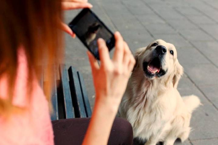 Mascotas: 10 consejos para sacarle buenas fotos a tu perro
