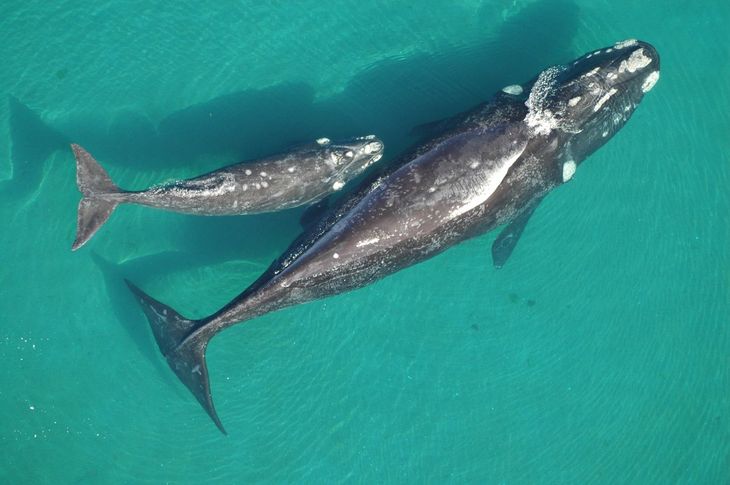 Día Nacional de la Ballena Franca Austral: por qué se celebra cada 25 ...