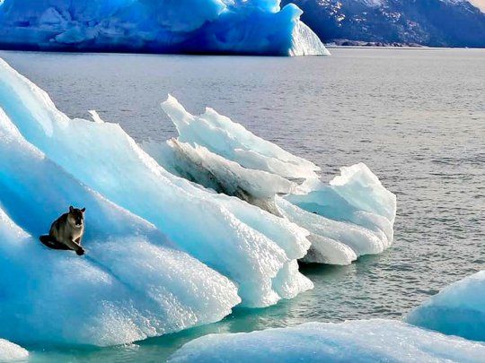 Santa Cruz: turistas avistaron un puma sobre un témpano de un glaciar