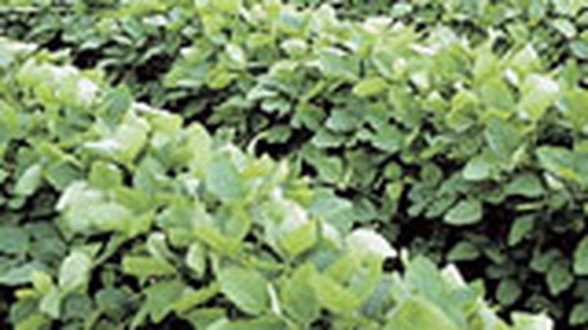 Soja agrega proteínas para alimentar animales