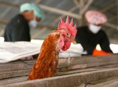 El pollo ahora es de laboratorio: el millonario invento que busca ...