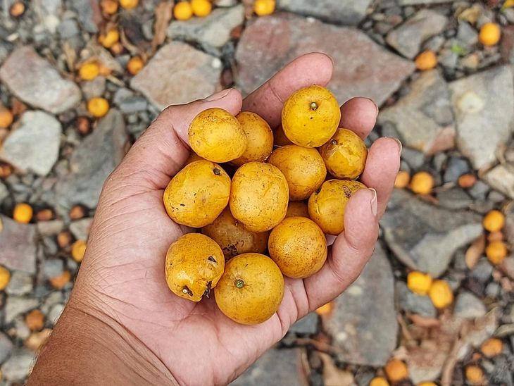 Mono borracho: la curiosa hipótesis con la que explican el consumo de ...