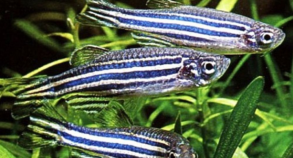 Descifran cómo el pez cebra es capaz de regenerar su médula