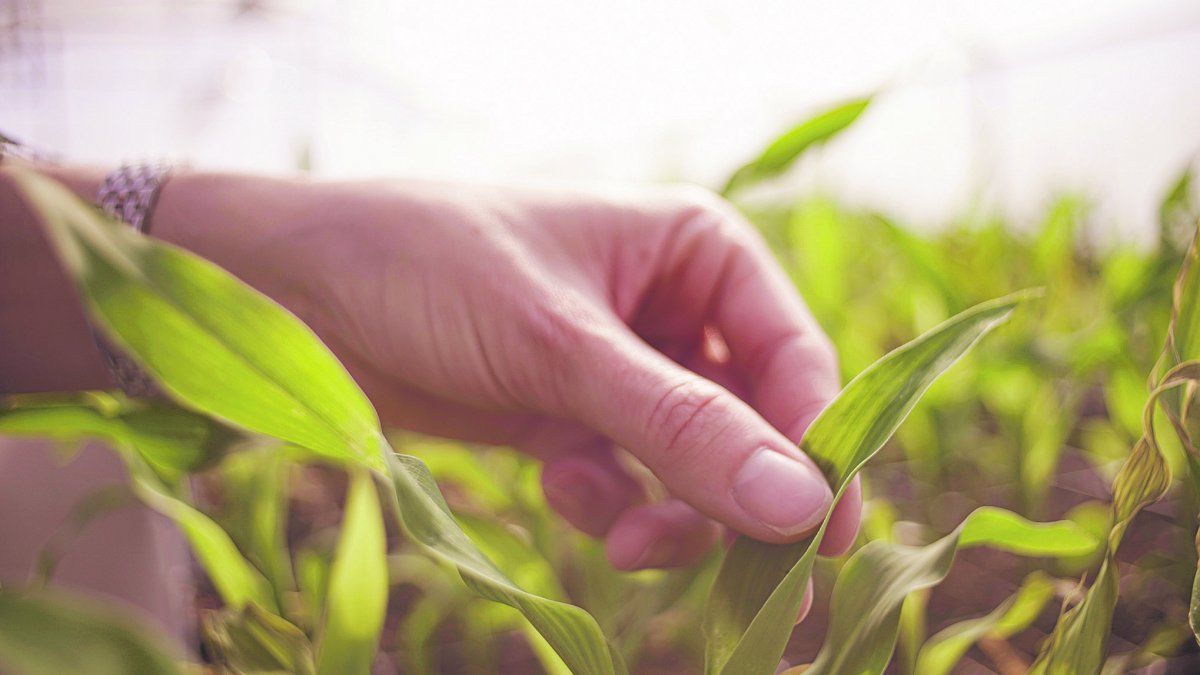 Celebreeding. El aporte del mejoramiento genético en el cultivo de maíz Celebreeding. El aporte del mejoramiento genético en el cultivo de maíz