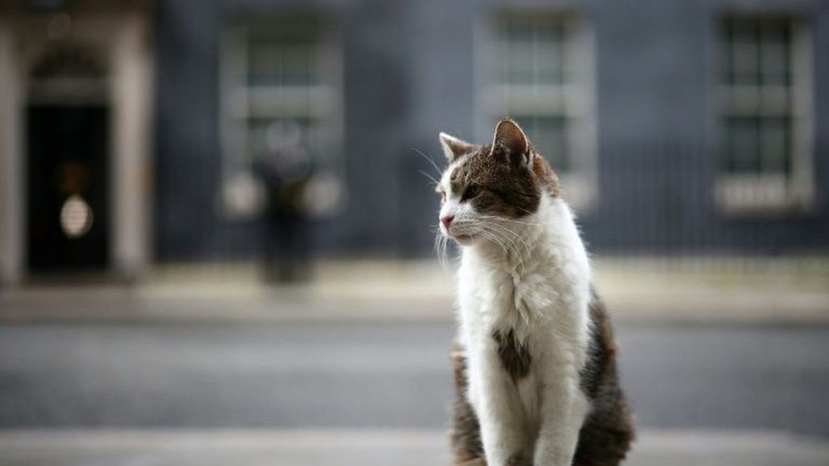 El gato Larry cumple 15 años como cazador oficial de ratones de la ...