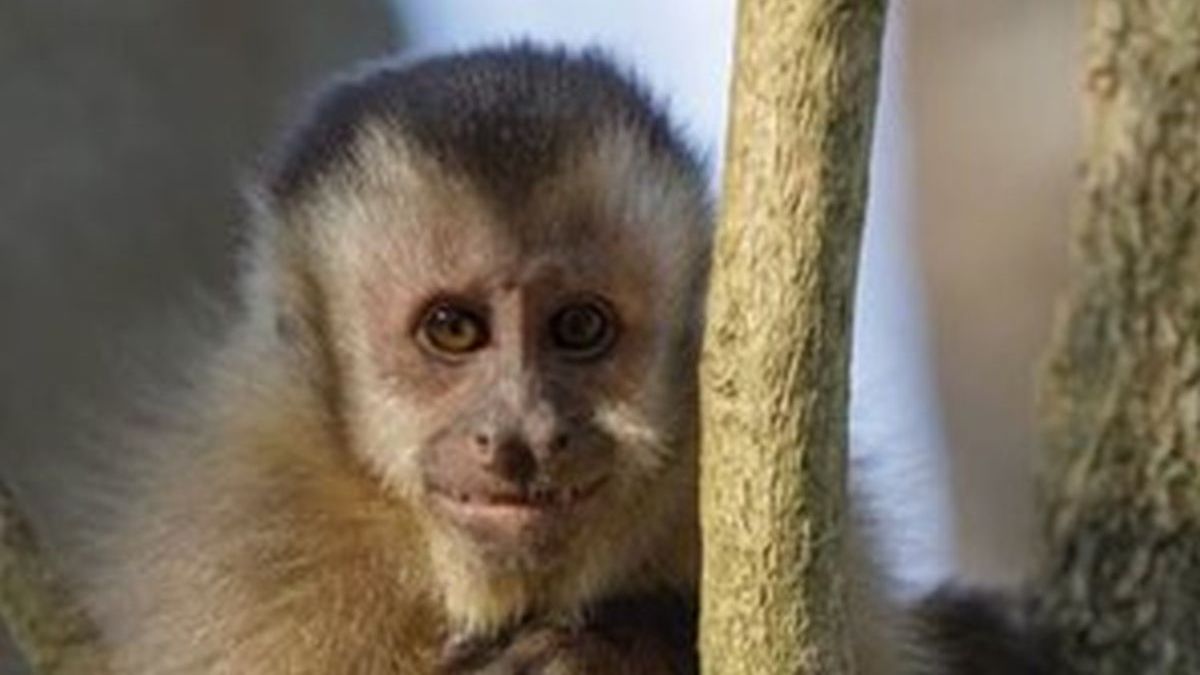 Amazonía: 6 curiosidades del bosque tropical más grande del planeta