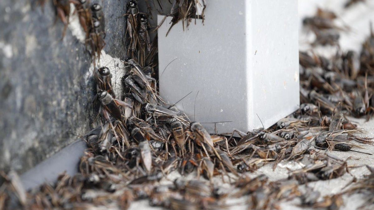 Qué significa cuando aparecen grillos en mi casa