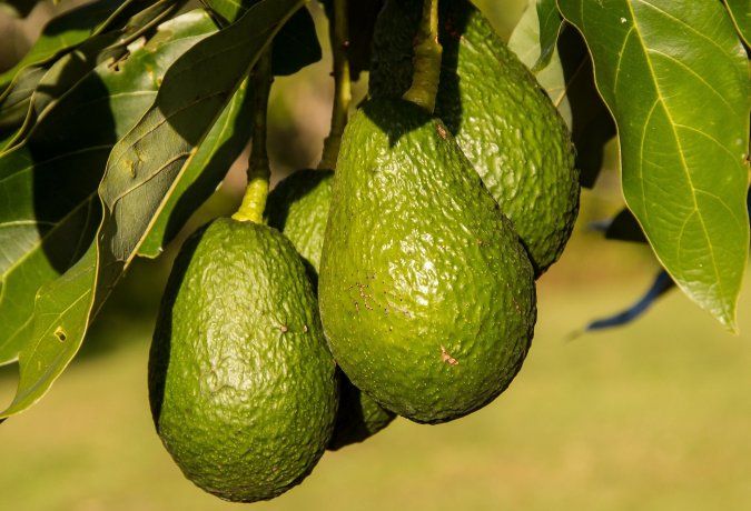 ¿Cómo conservar la palta una vez abierta para que no se oxide?