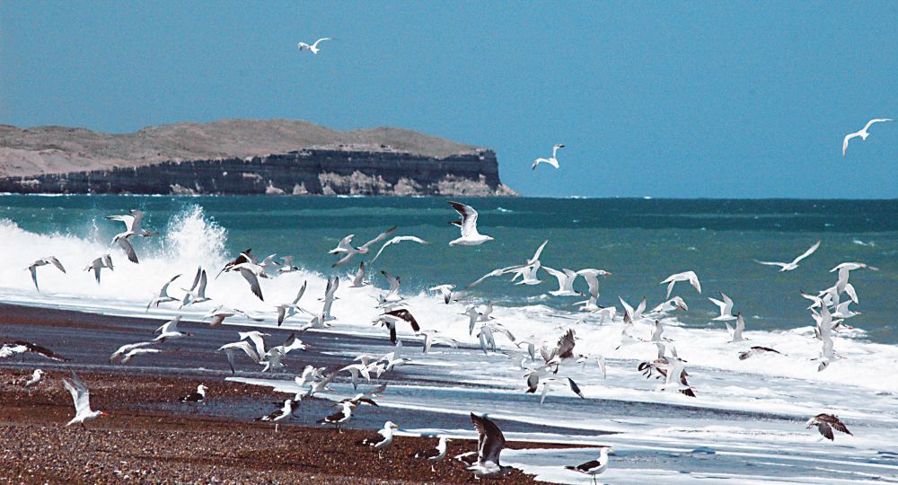 Río Negro: de viaje por el Camino de la Costa