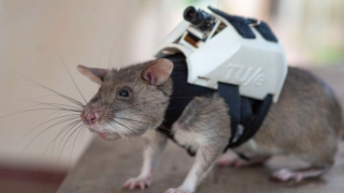 Terremoto en Turquía y Siria: ratas heroicas ayudan con los operativos ...