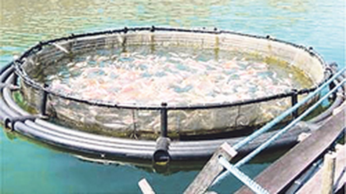 La cría de peces se multiplica por mayor consumo