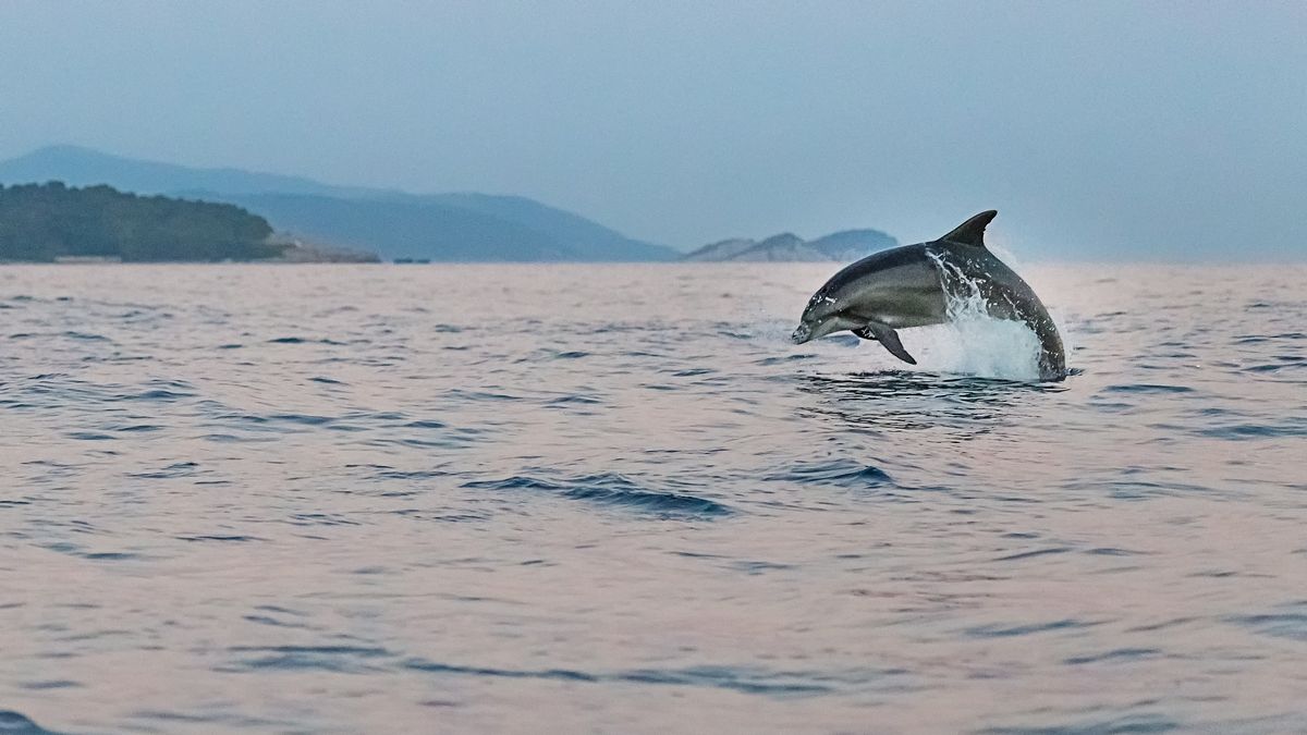 Declaran al delfín gris en categoría peligro de extinción en Sudamérica