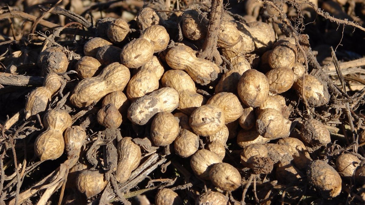 El maní argentino es el más dulce del mundo