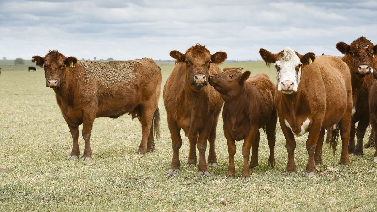 La sanidad animal, una de las claves para lograr el boom ganadero