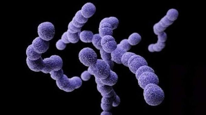 Streptococcus del grupo A, la causa del aumento de casos de faringitis