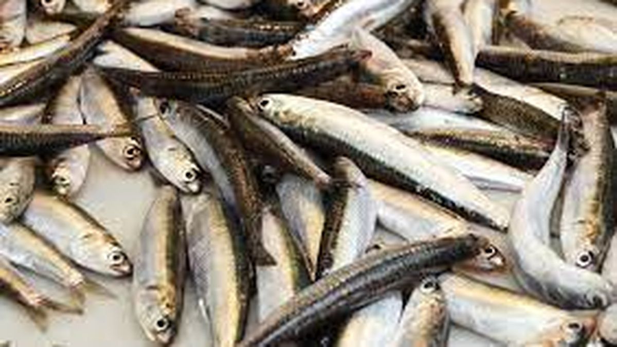 Recetas: ¿Qué es el boquerón y cómo prepararlo?