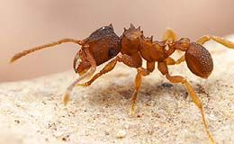 Especie de hormigas se reproduce a través de clonación