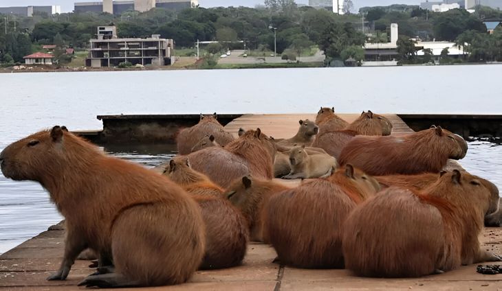 La Justicia prohibió nuevos traslados de carpinchos en Nordelta