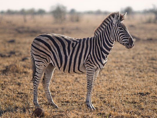 Científicos argentinos lograron clonar embriones de cebra