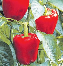 Morrón, la verdura de los múltiples gustos y colores